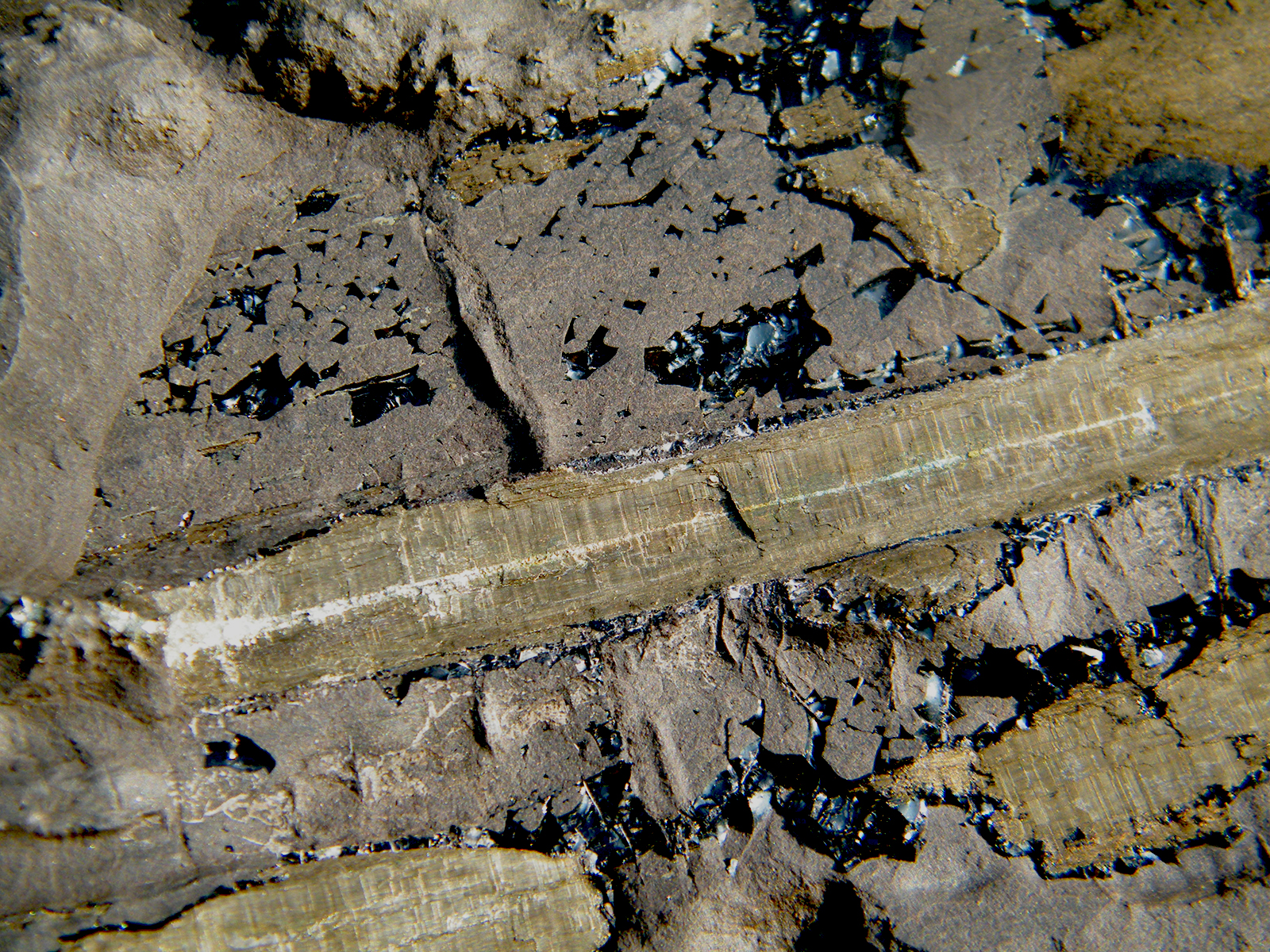 Unknown Central Ohio Shale Fossils - Questions & Answers - The Fossil Forum